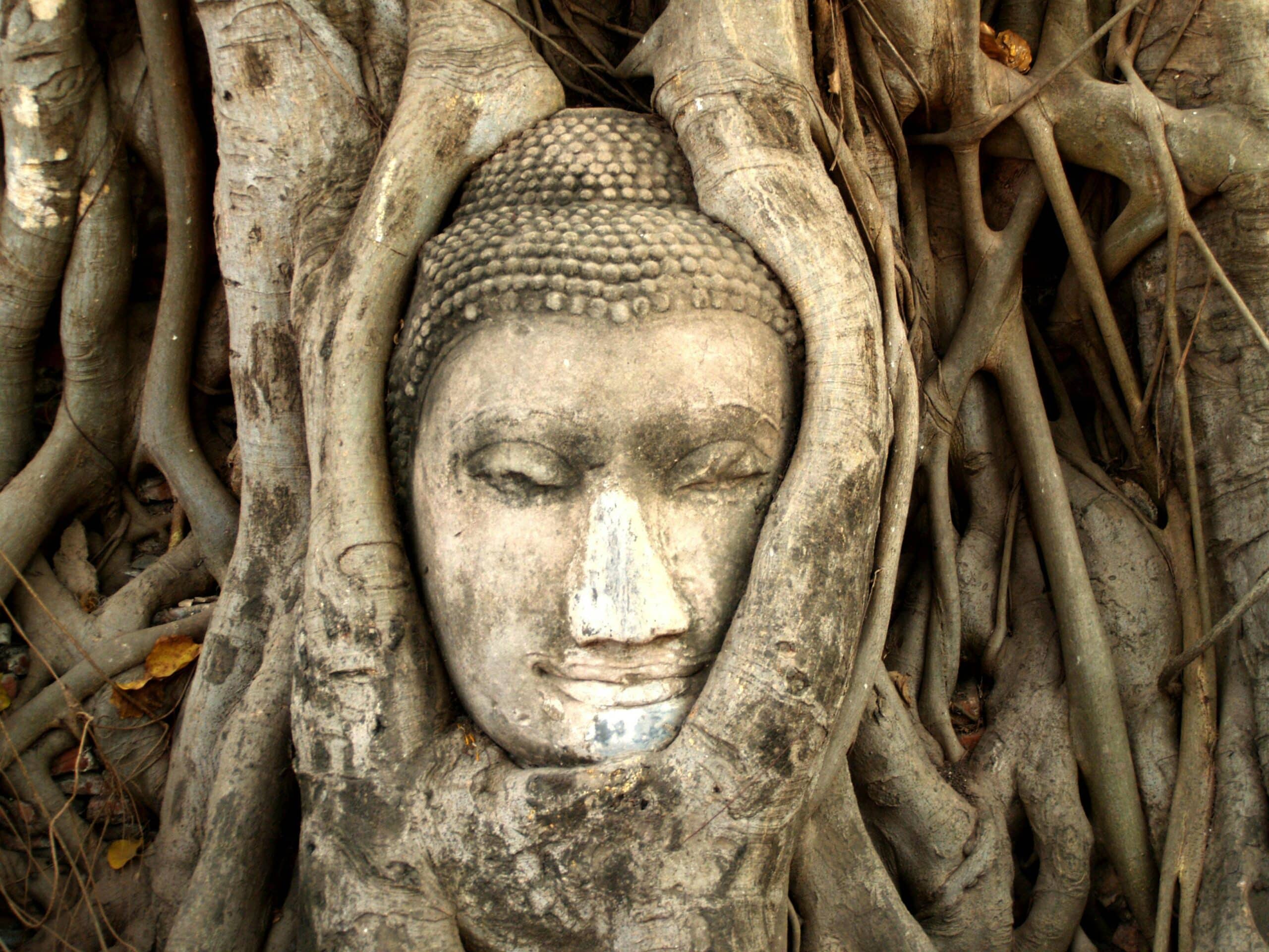 The Bodhi Tree: A Living Symbol of Awakening - Still Sitting